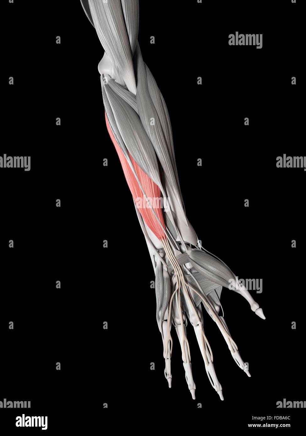 Flexor digitorum superficialis hi-res stock photography and images - Alamy