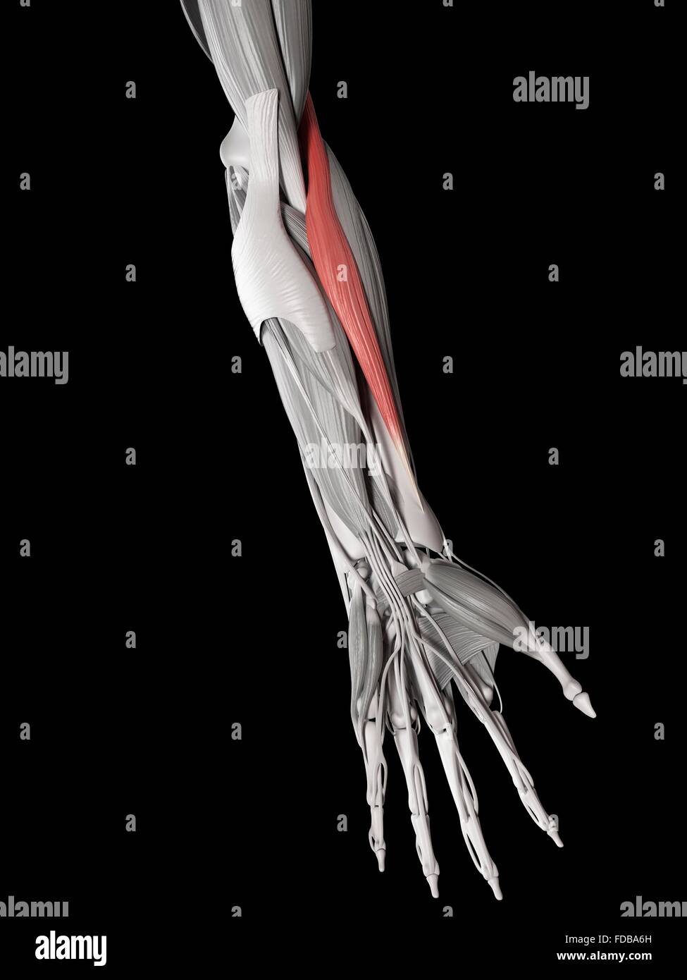 Human muscle of the arm (brachioradialis), illustration Stock Photo - Alamy