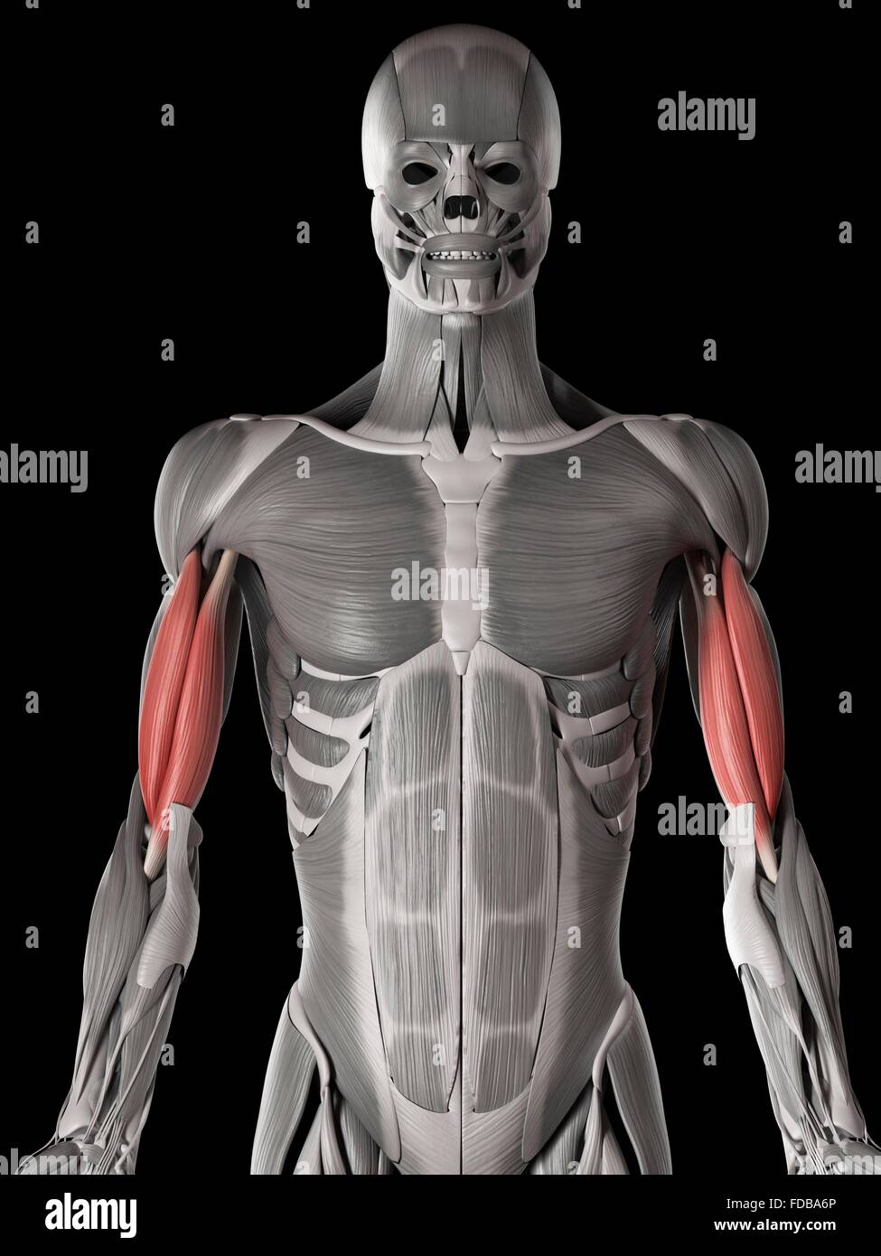 Human arm muscles (biceps brachii), illustration Stock Photo - Alamy