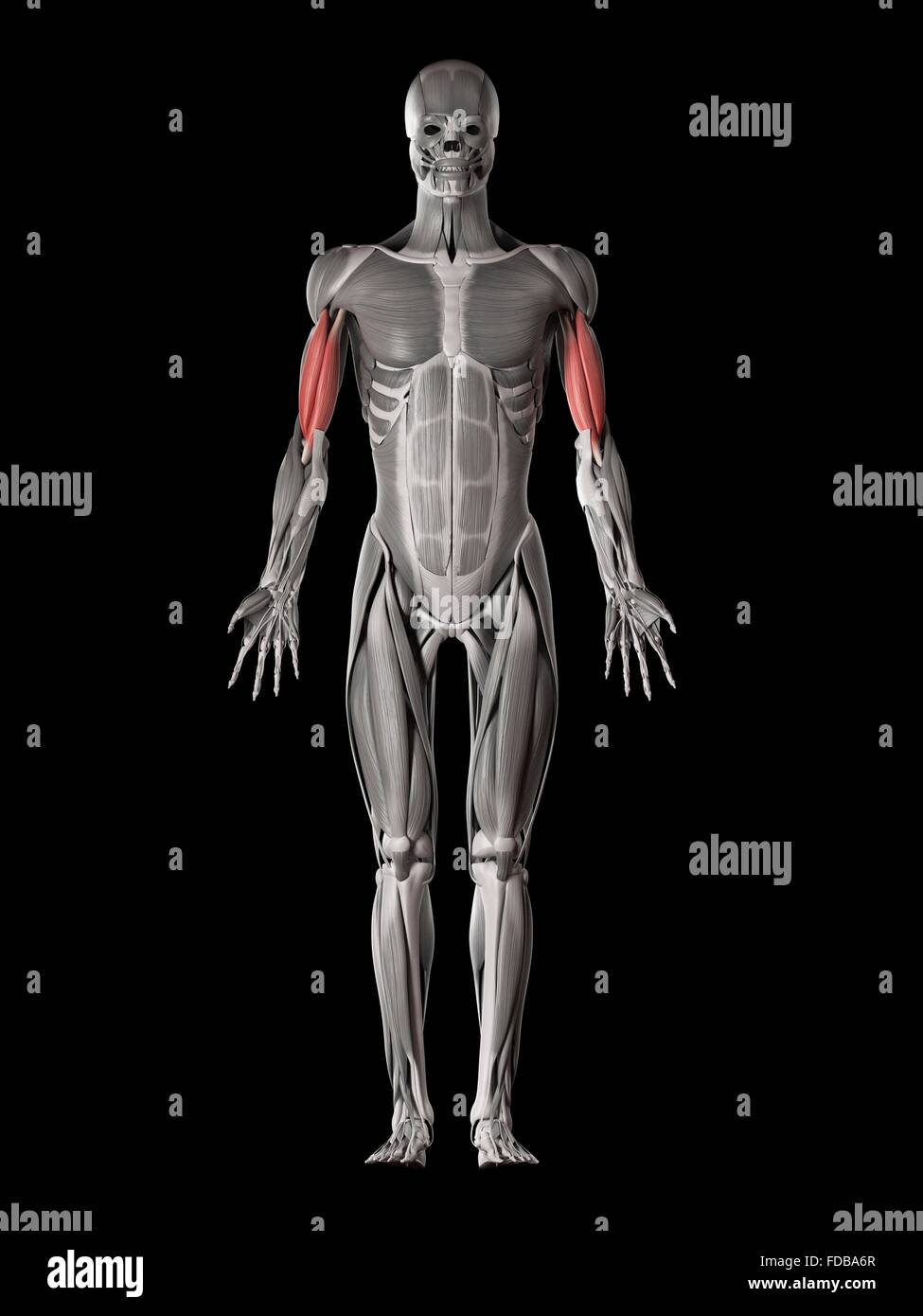 Human arm muscles (biceps brachii), illustration Stock Photo - Alamy