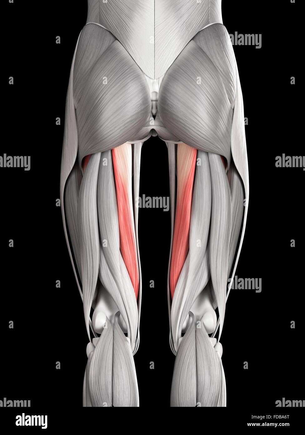 Abductor Muscles