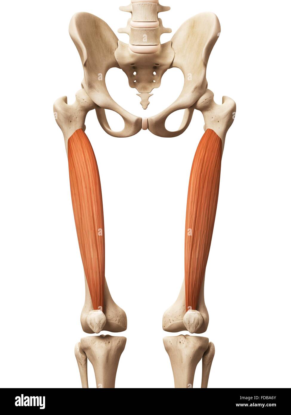 Vastus intermedius muscle hi-res stock photography and images - Alamy