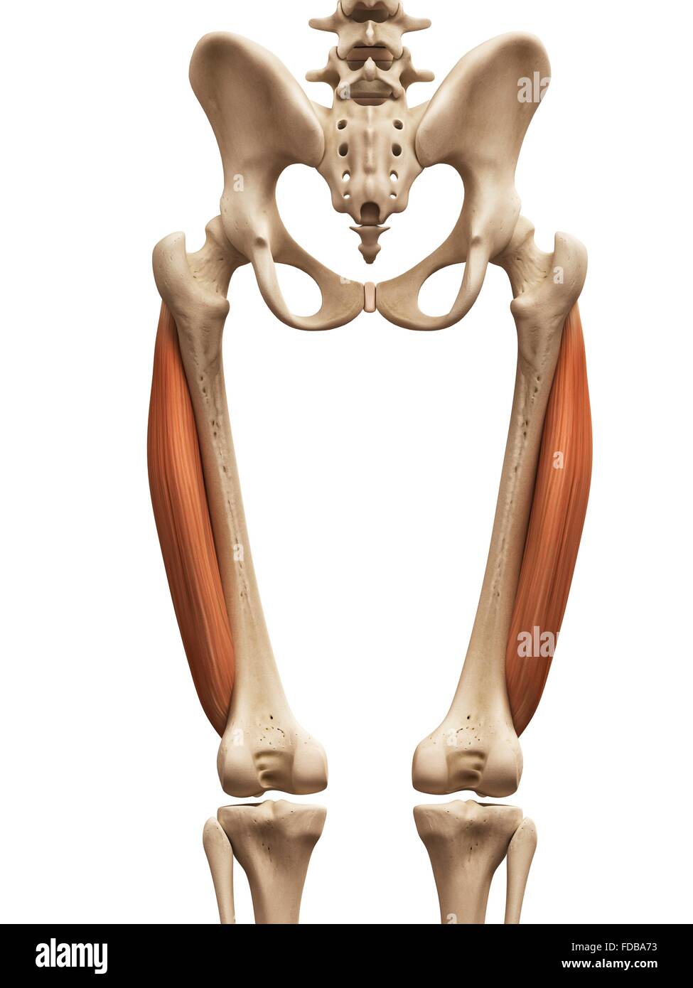 Human leg muscles (vastus lateralis), illustration Stock Photo - Alamy