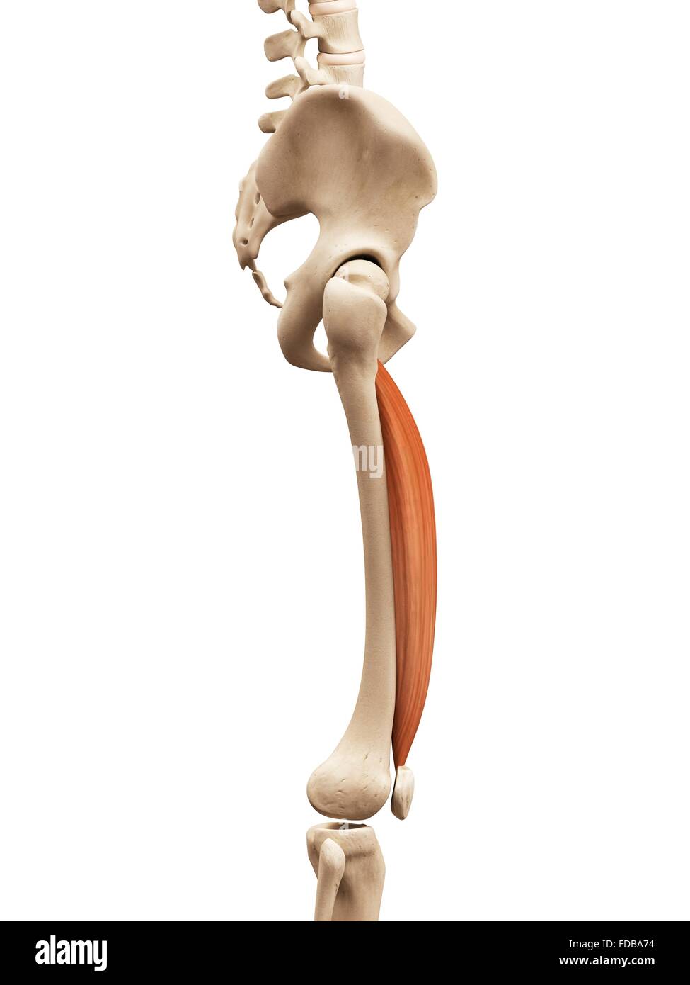 Human leg muscles (vastus intermedius), illustration Stock Photo - Alamy