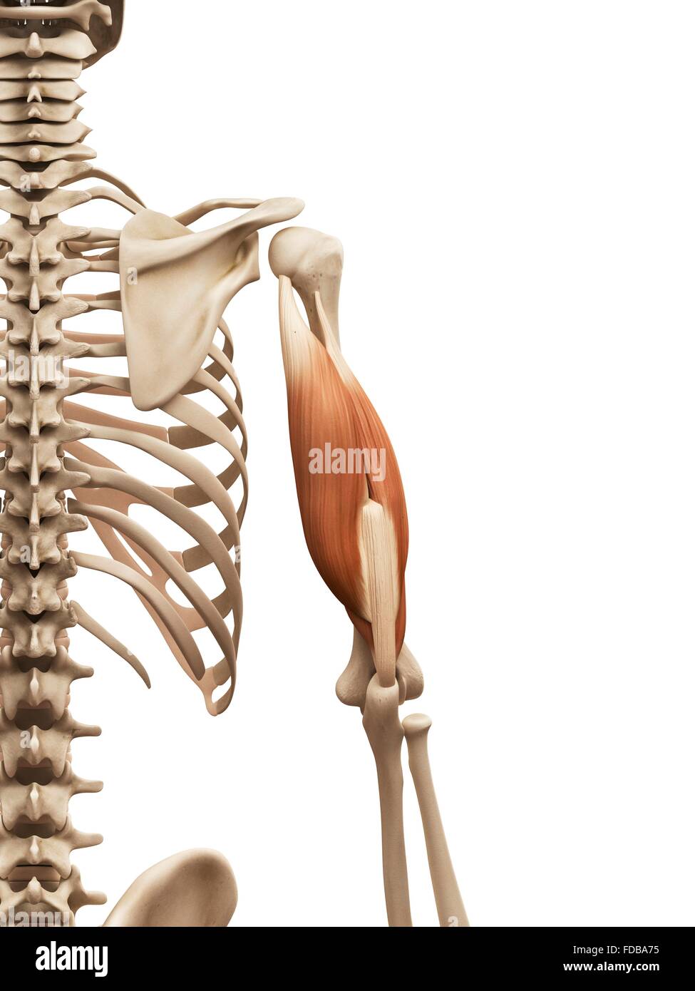 Human arm muscles (triceps), illustration Stock Photo - Alamy