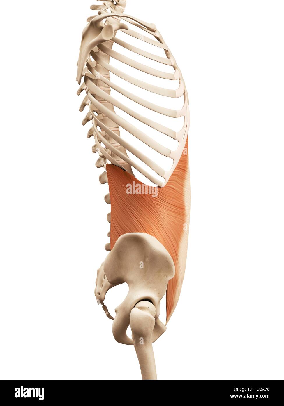 Human abdominal muscles (transversus abdomini), illustration Stock ...