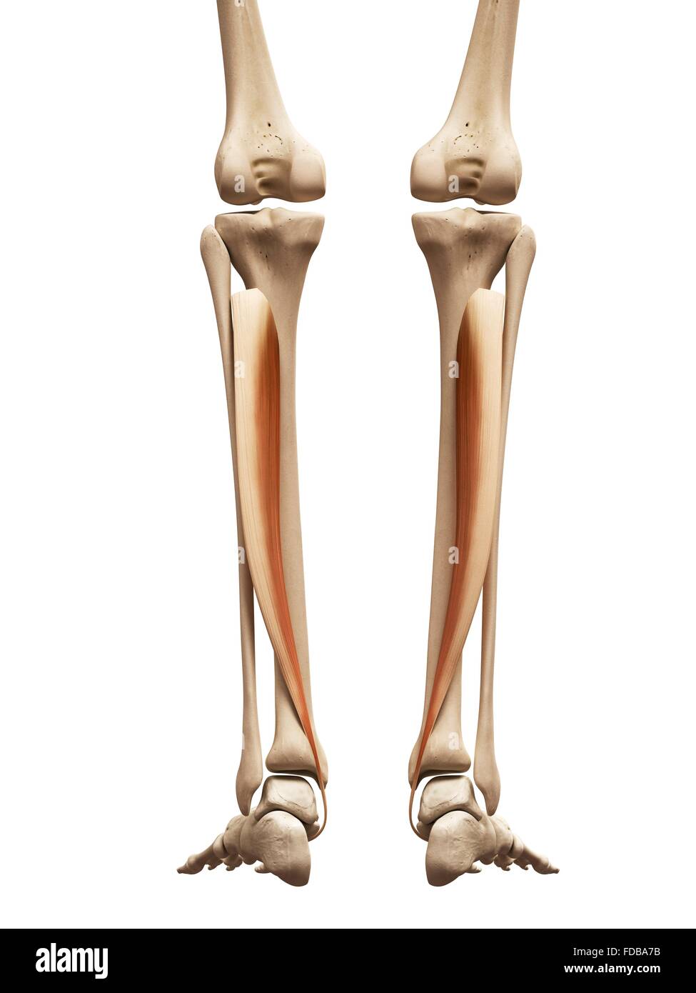 Muscle Anatomy Of The Tibialis Posterior