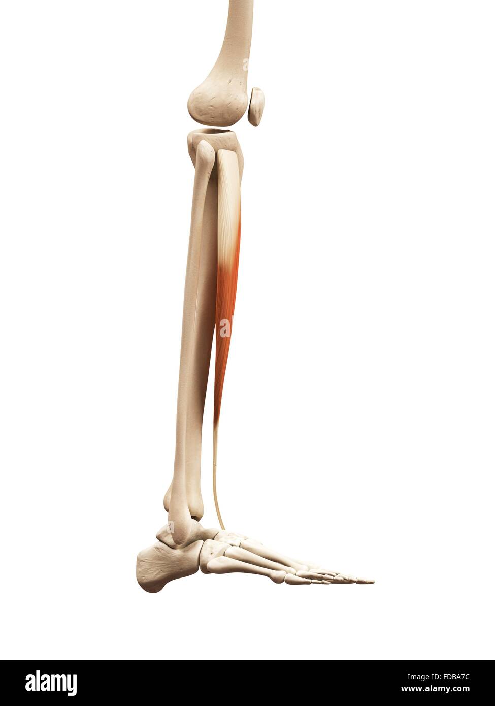 Human lower leg muscles (tibialis anterior), illustration Stock Photo ...