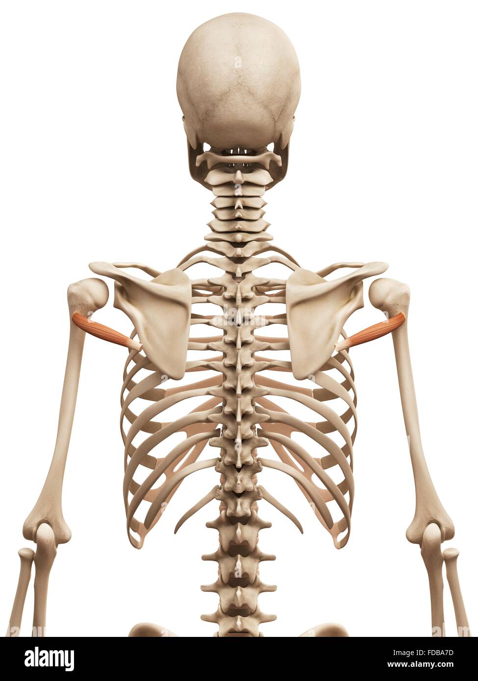 Human shoulder muscles (teres minor), illustration Stock Photo - Alamy