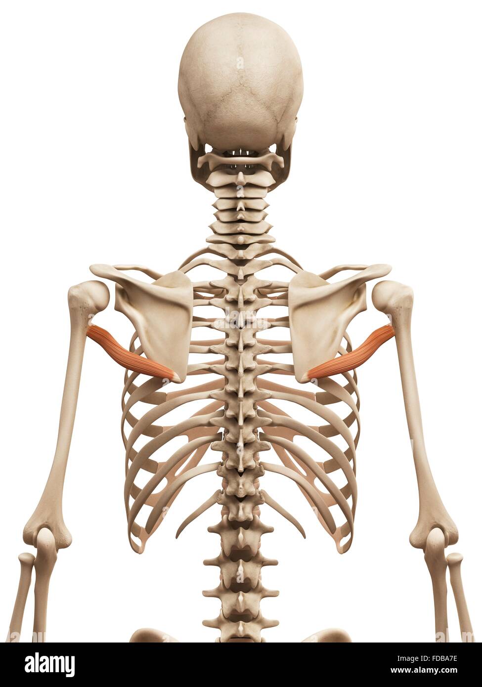 Human shoulder muscles (teres major), illustration Stock Photo - Alamy