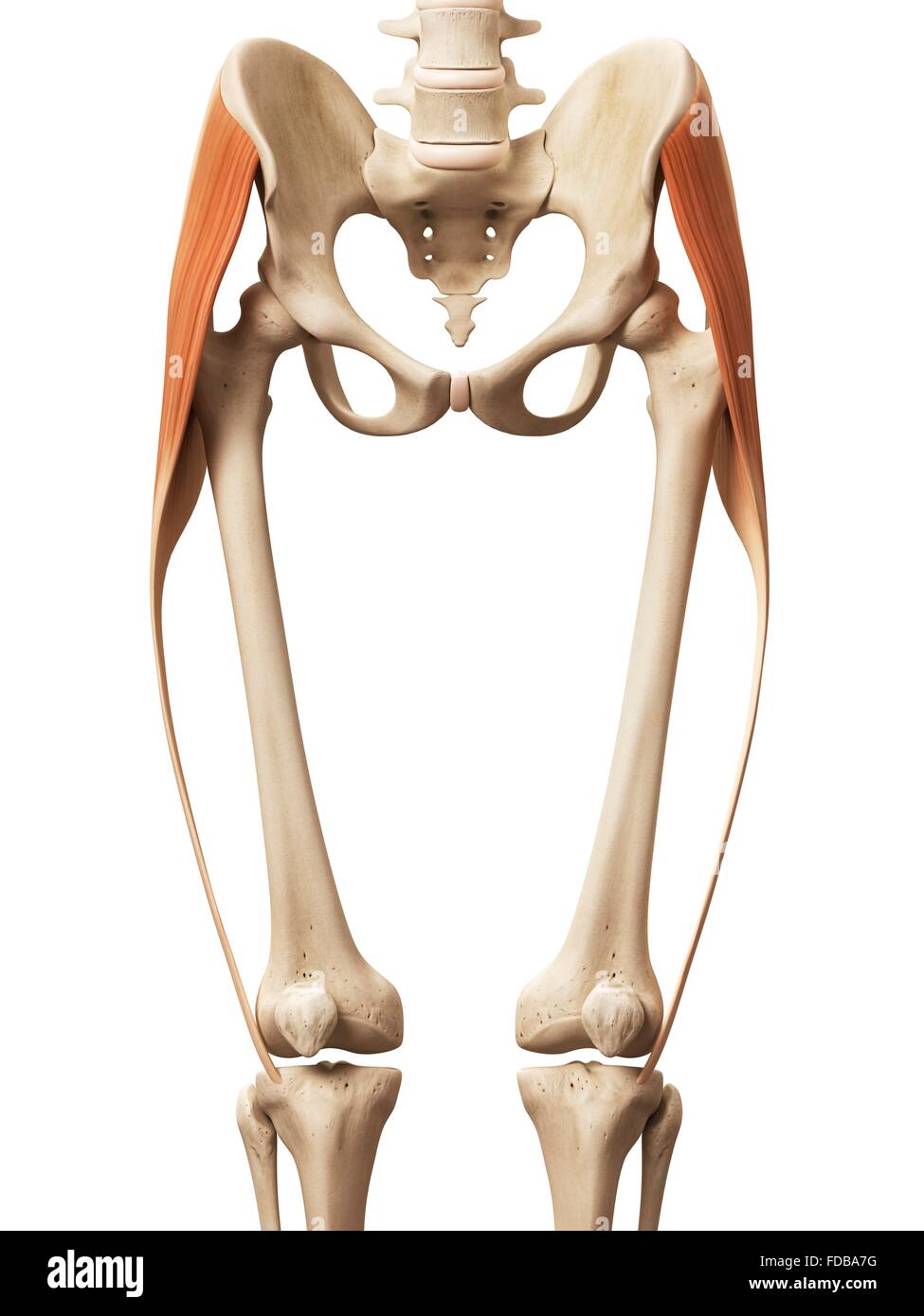 Human leg muscles (tensor fascia lata), illustration Stock Photo - Alamy