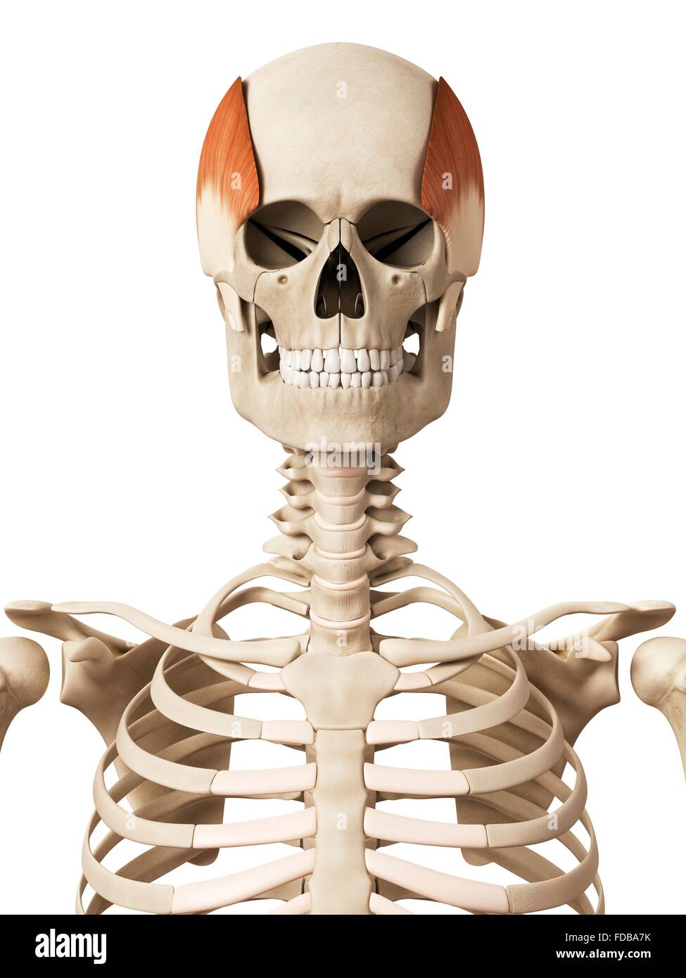 Human head muscles (temporalis), illustration Stock Photo - Alamy