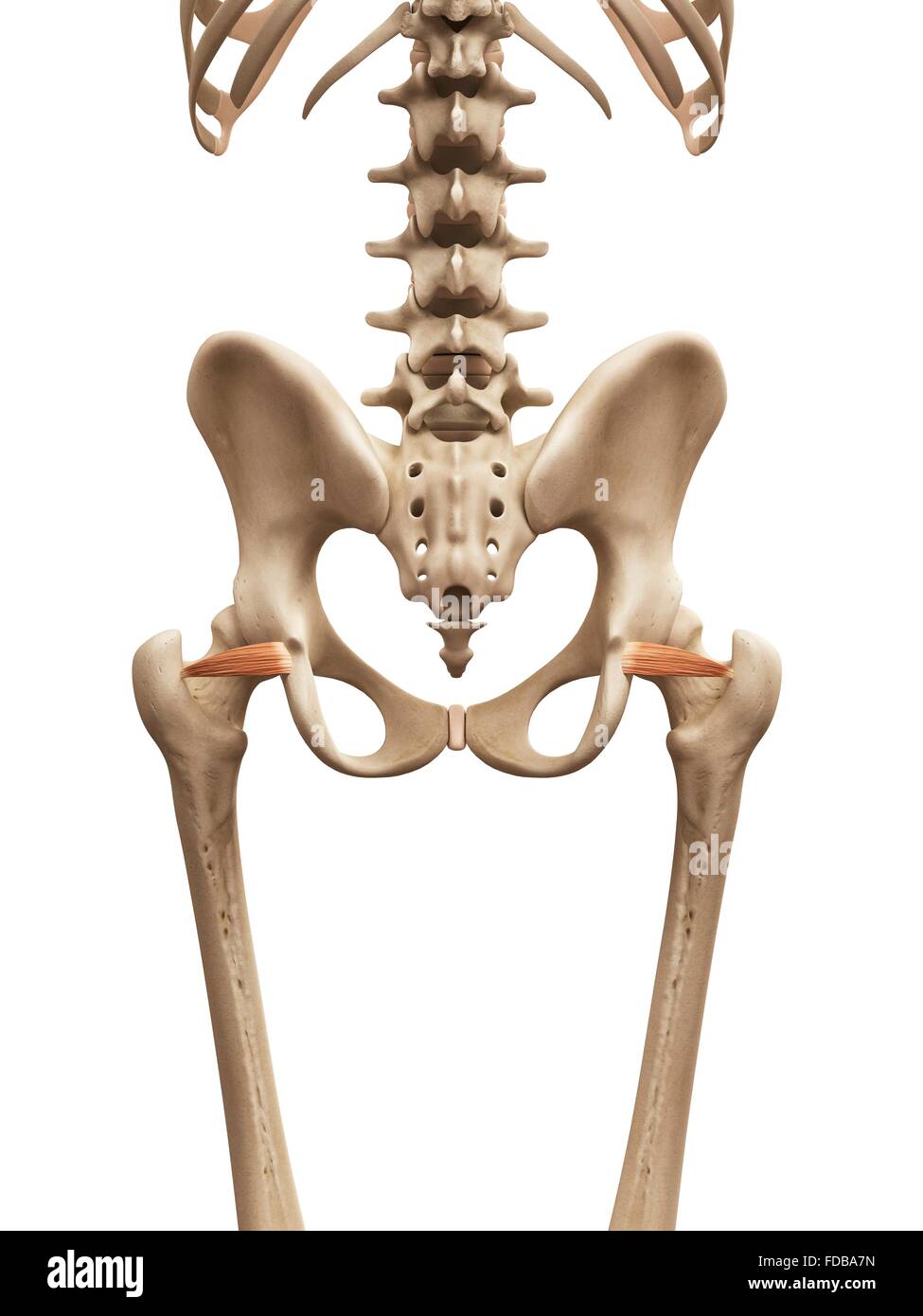 Human muscles (superior gemellus), illustration Stock Photo - Alamy