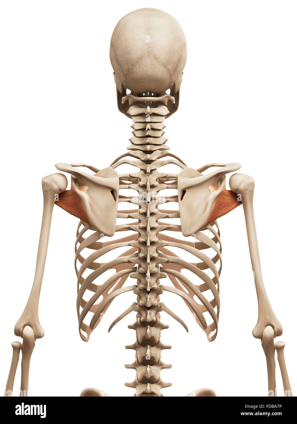 Human shoulder muscles (subscapularis), illustration Stock Photo - Alamy