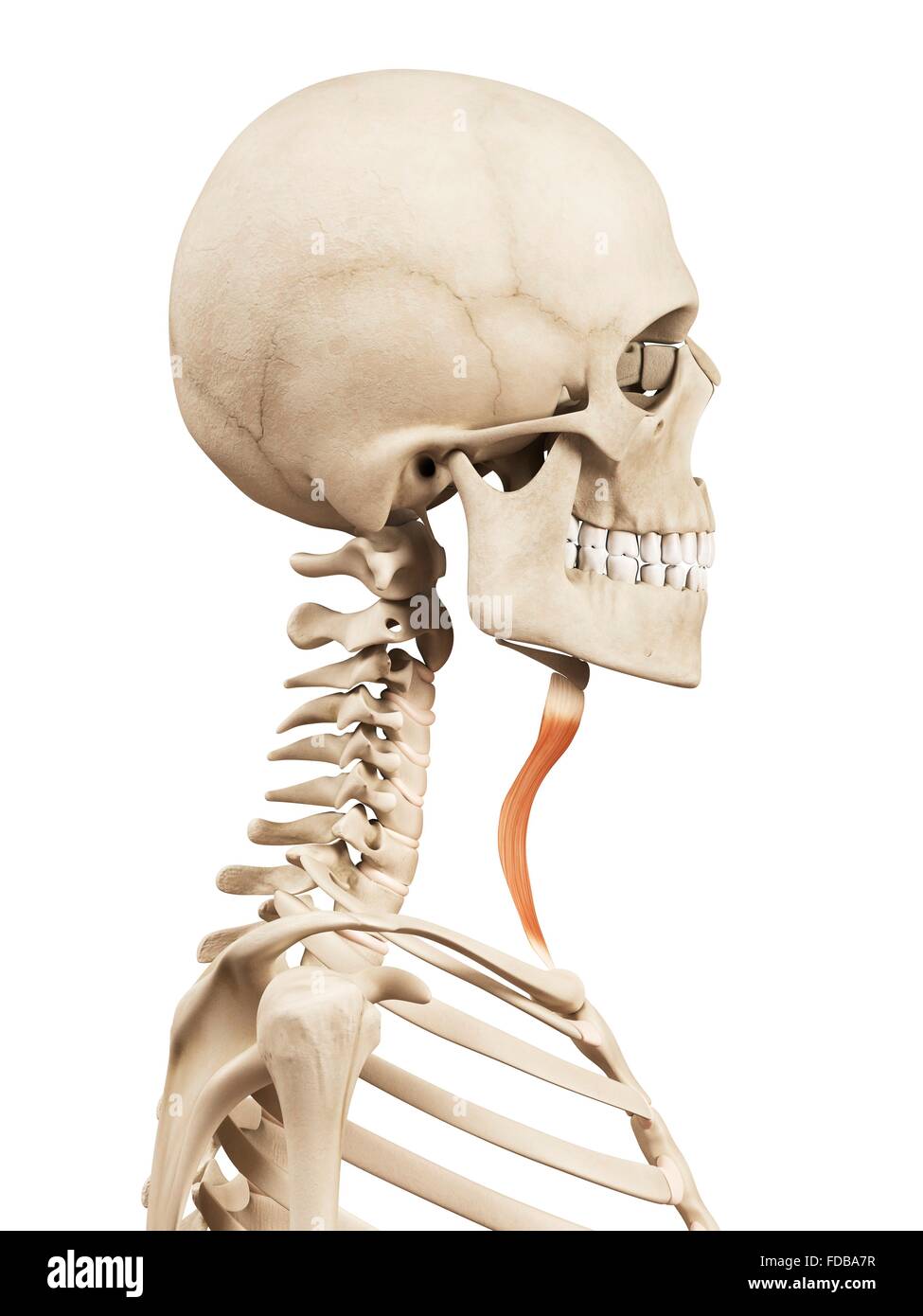 Human neck muscles (sternohyoid), illustration Stock Photo - Alamy