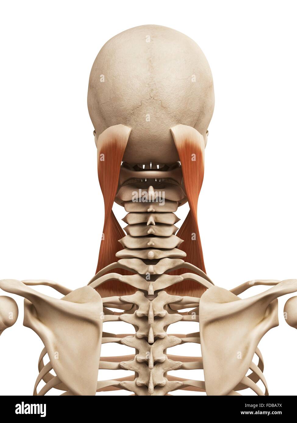 Human neck muscles (sternocleidomastoid), illustration Stock Photo - Alamy