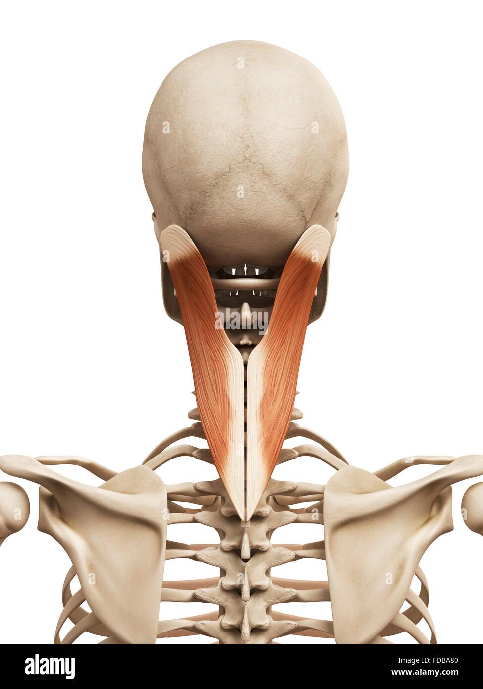 Human neck muscles (splenis capitis), illustration Stock Photo - Alamy