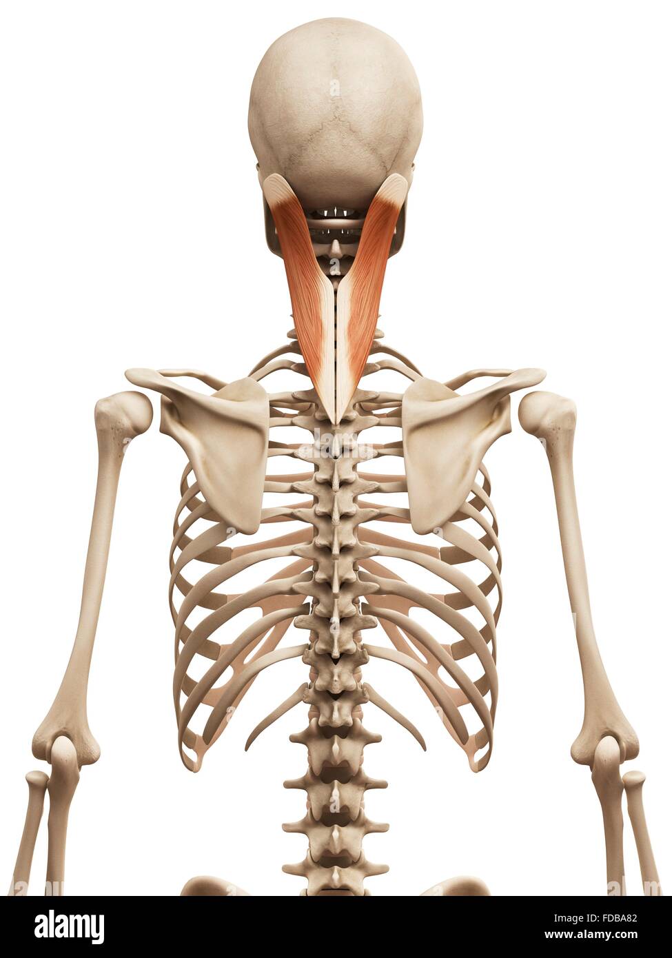 Human neck muscles (splenis capitis), illustration Stock Photo - Alamy