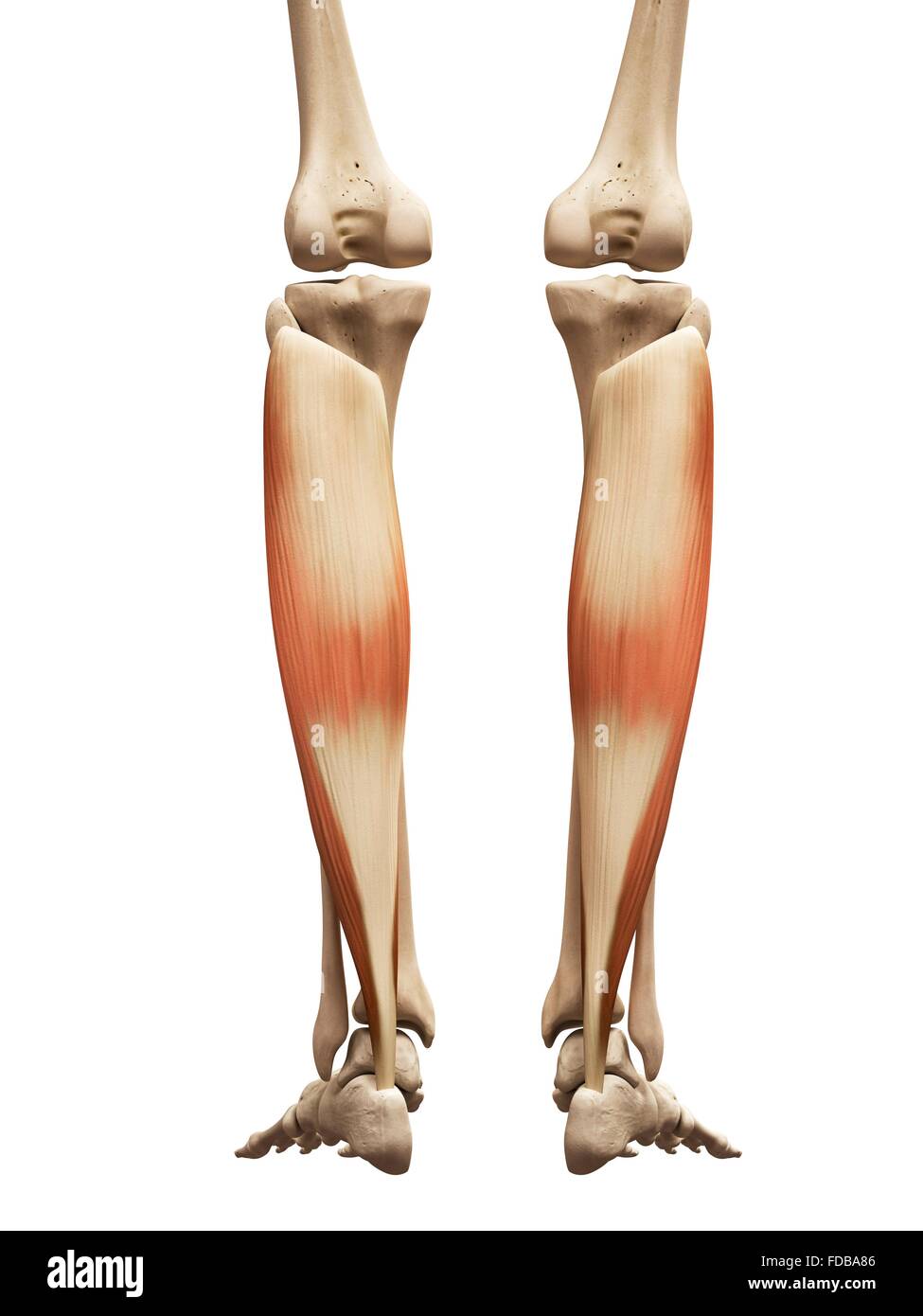 Human lower leg muscles (soleus), illustration Stock Photo - Alamy