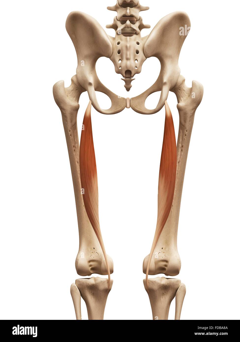 Human leg muscles (semitendinosus), illustration Stock Photo - Alamy