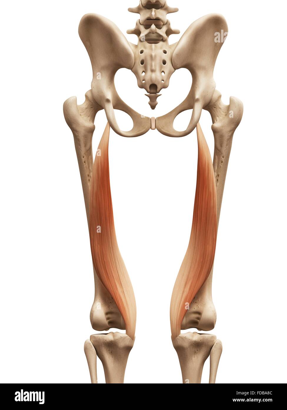 Semimembranosus Muscle High Resolution Stock Photography and Images - Alamy