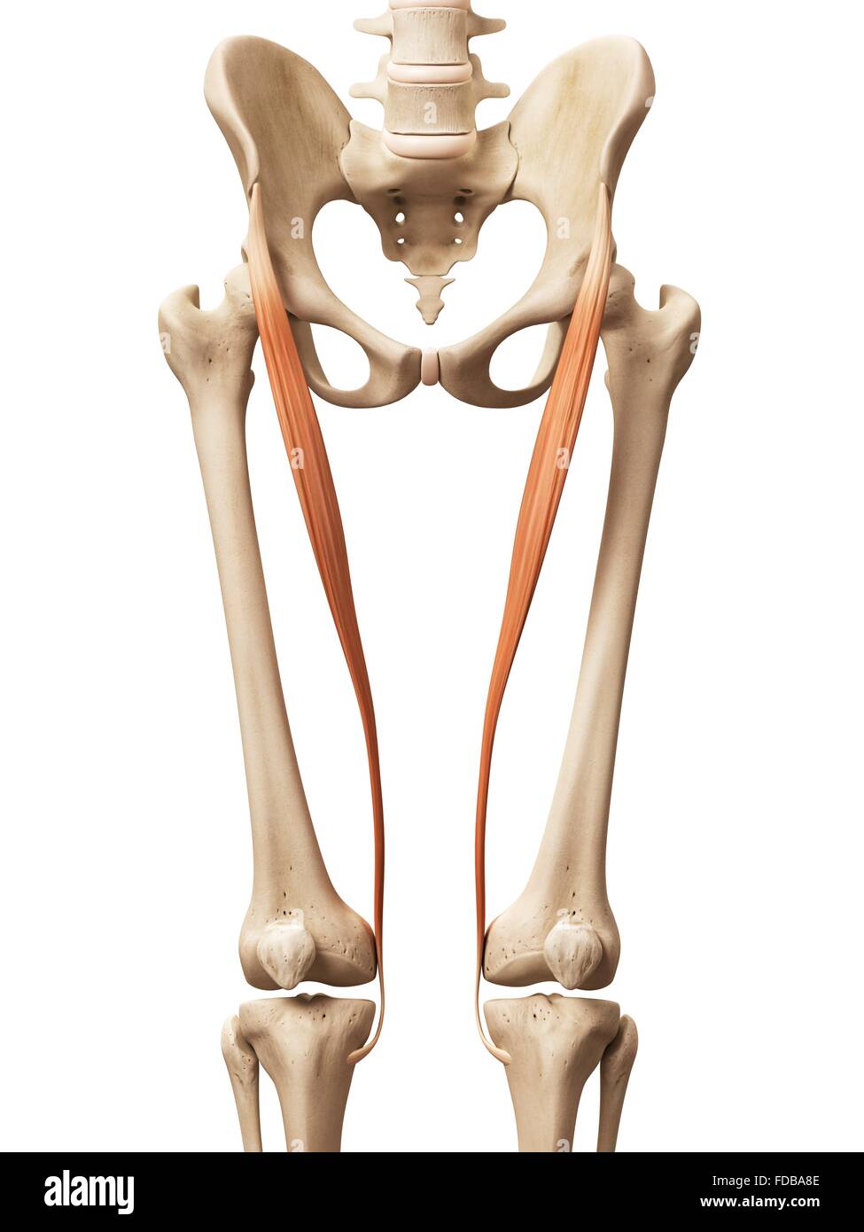 Sartorius Muscle Stock Photos & Sartorius Muscle Stock Images - Alamy