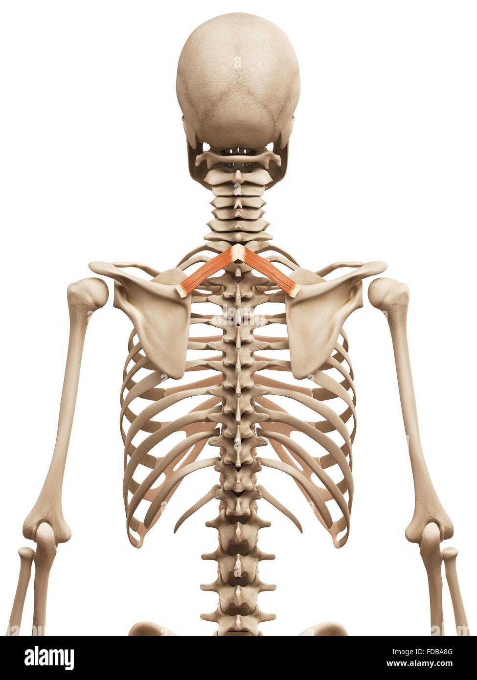 Human back muscles (rhomboid minor), illustration Stock Photo - Alamy