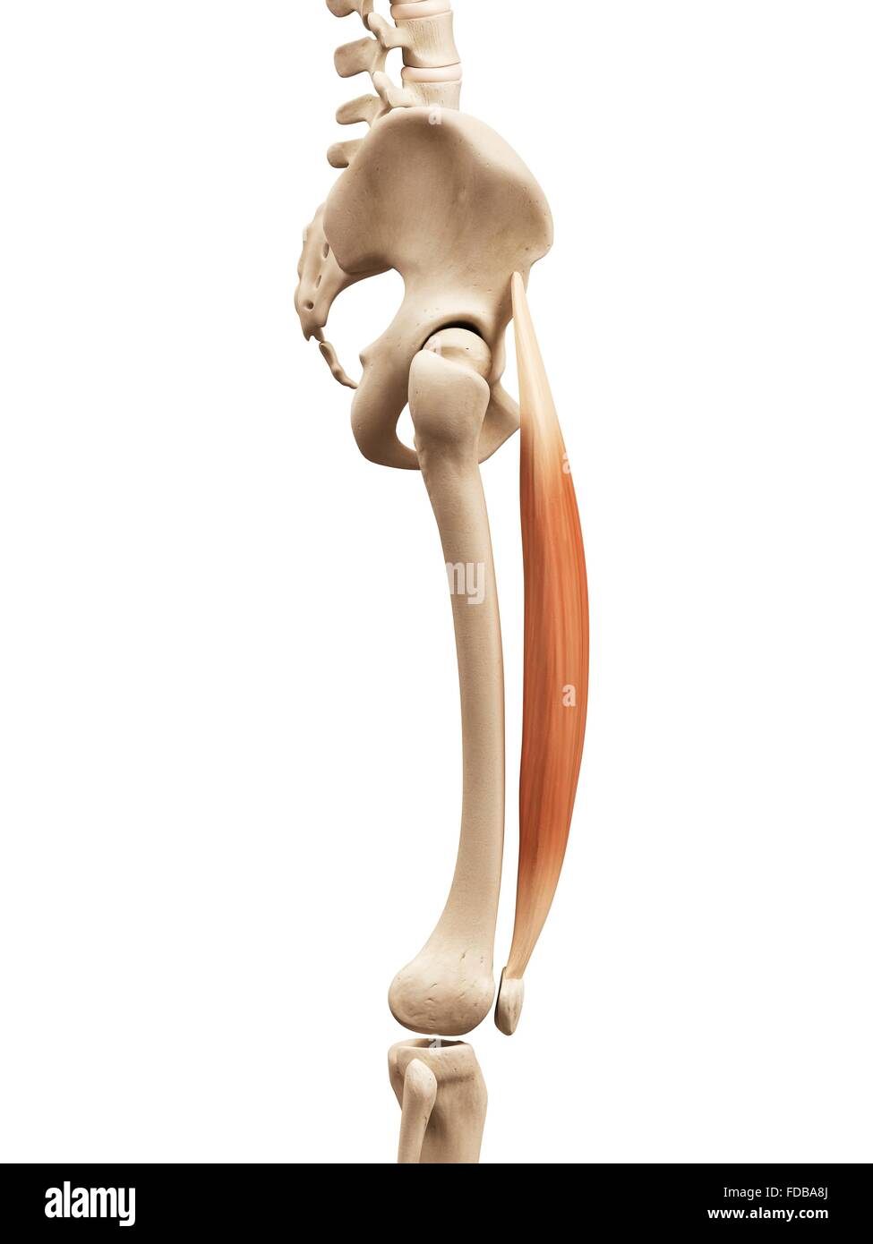 Human leg muscles (rectus femoris), illustration Stock Photo - Alamy