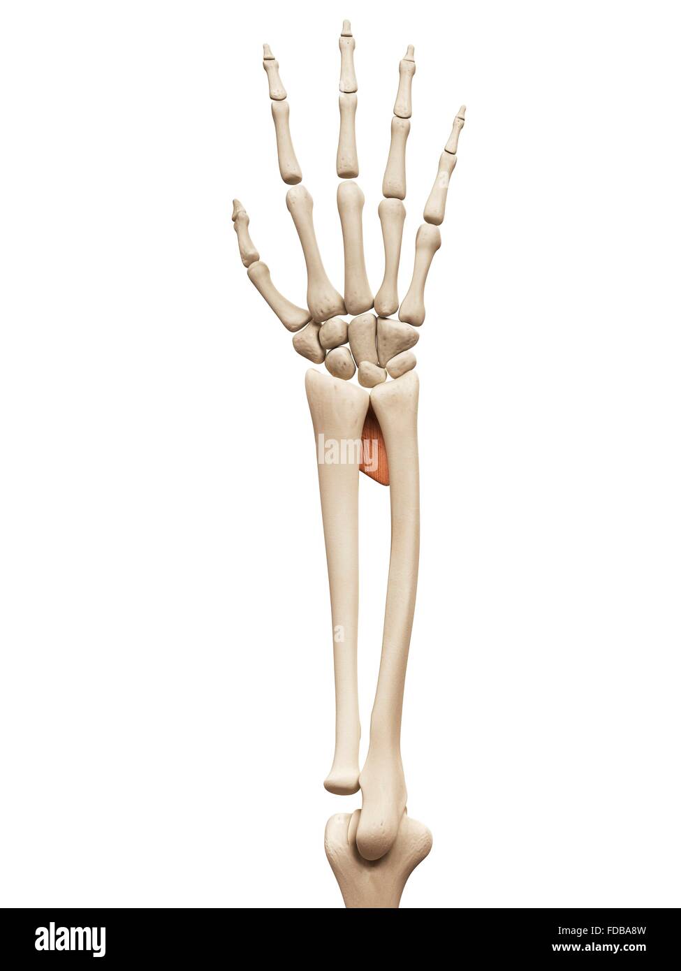 Human hand muscles (pronator quadratus), illustration Stock Photo - Alamy