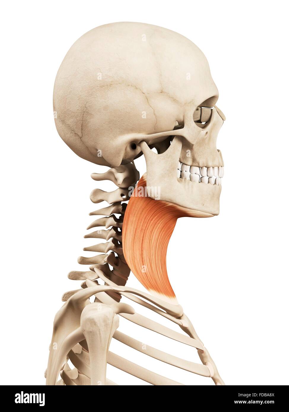 Platysma High Resolution Stock Photography and Images - Alamy