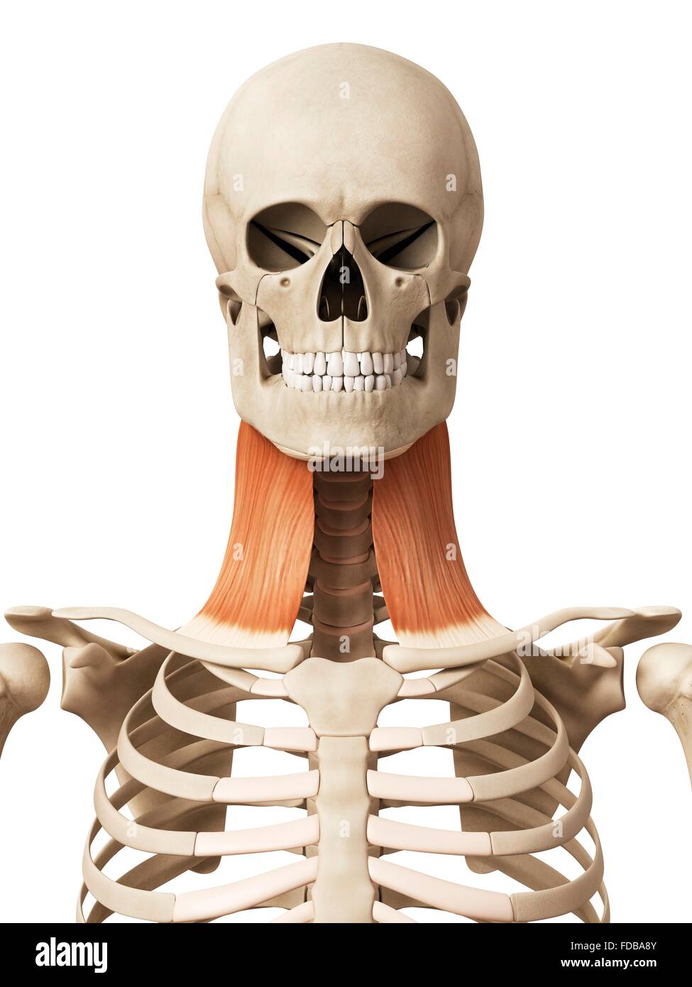 Platysma High Resolution Stock Photography and Images - Alamy