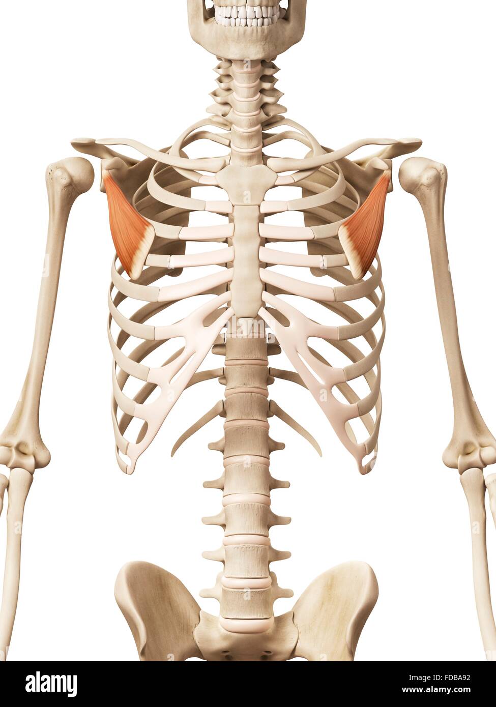 Human muscles (pectoralis minor), illustration Stock Photo - Alamy