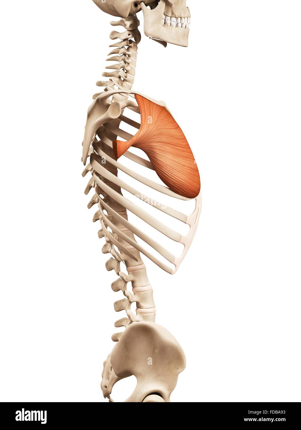 Human chest muscles (pectoralis major), illustration Stock Photo - Alamy