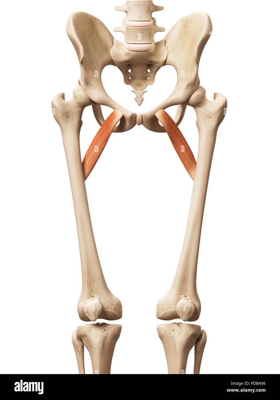 Human muscles (pectineus), illustration Stock Photo - Alamy