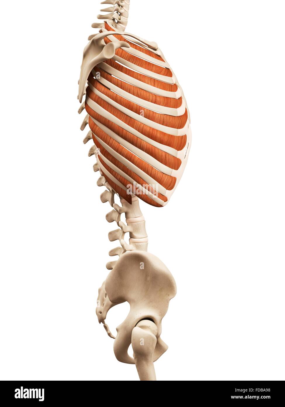 Human muscles (outer intercostals), illustration Stock Photo - Alamy