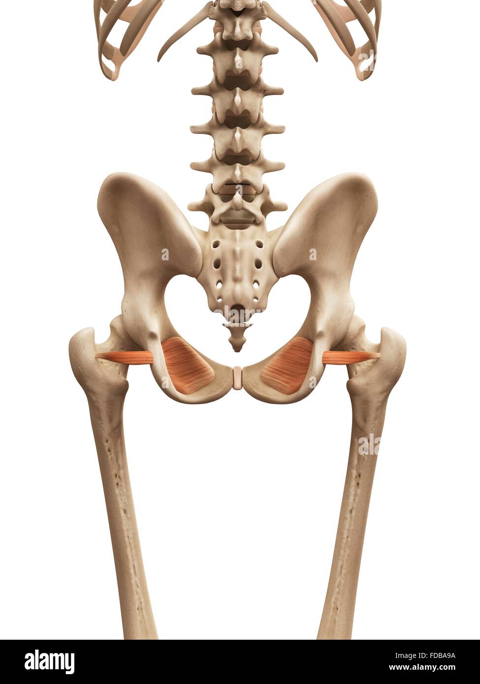 Obturator Internus Lijk