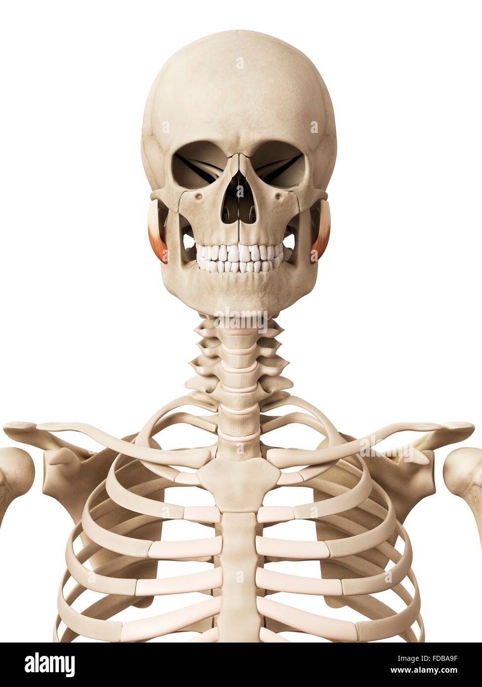 Masseter deep muscle hi-res stock photography and images - Alamy