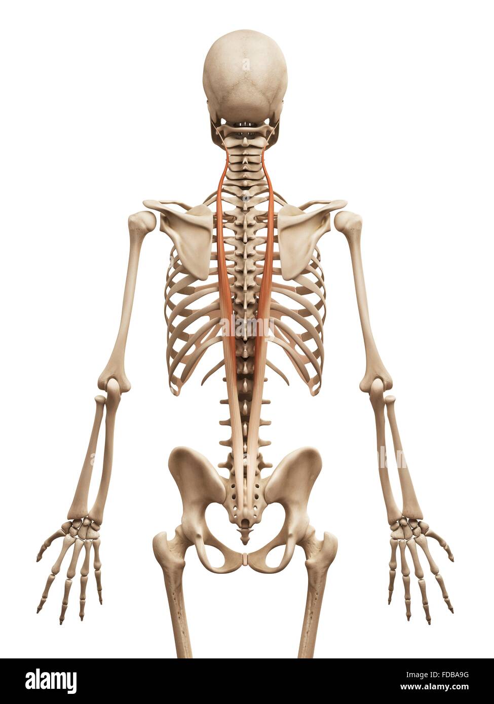 Human back muscles (longissimus thoracis), illustration Stock Photo - Alamy