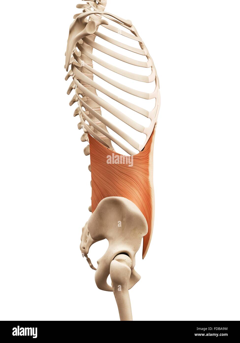 Human abdominal muscles (internal oblique), illustration Stock Photo ...