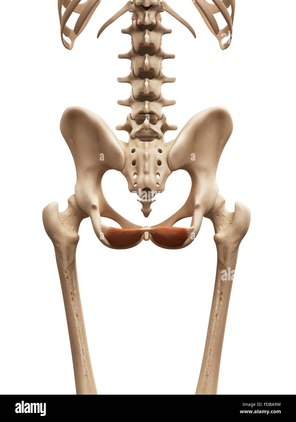 Human muscles (iliococcygeus), illustration Stock Photo - Alamy