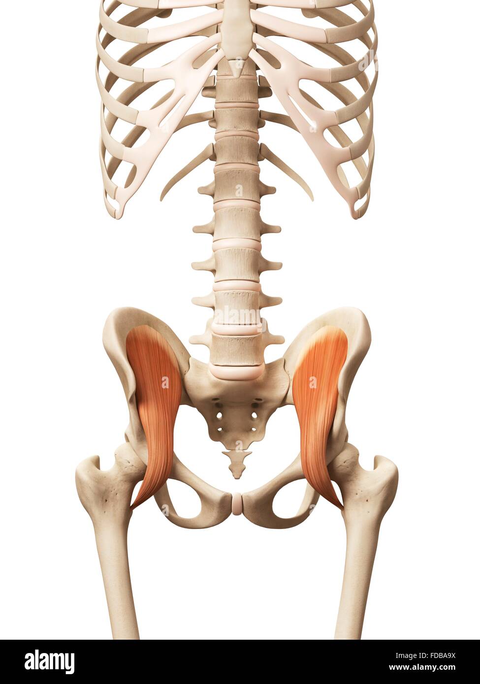 Iliacus muscle hi-res stock photography and images - Alamy
