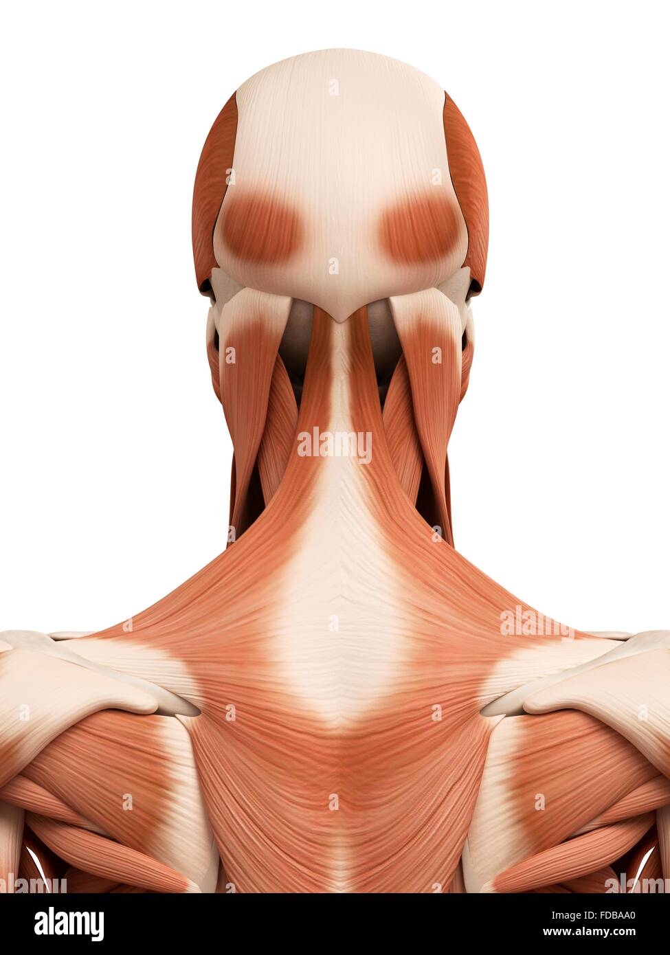 Human head and neck muscles, illustration Stock Photo - Alamy