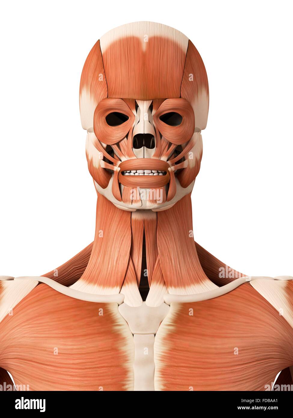 Human head and facial muscles, illustration Stock Photo - Alamy