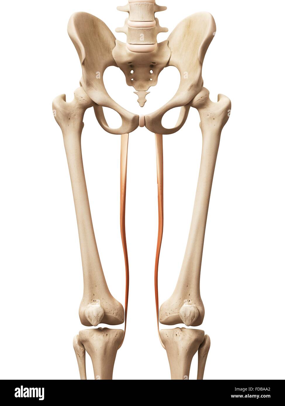 Human muscles (gracilis), illustration Stock Photo - Alamy