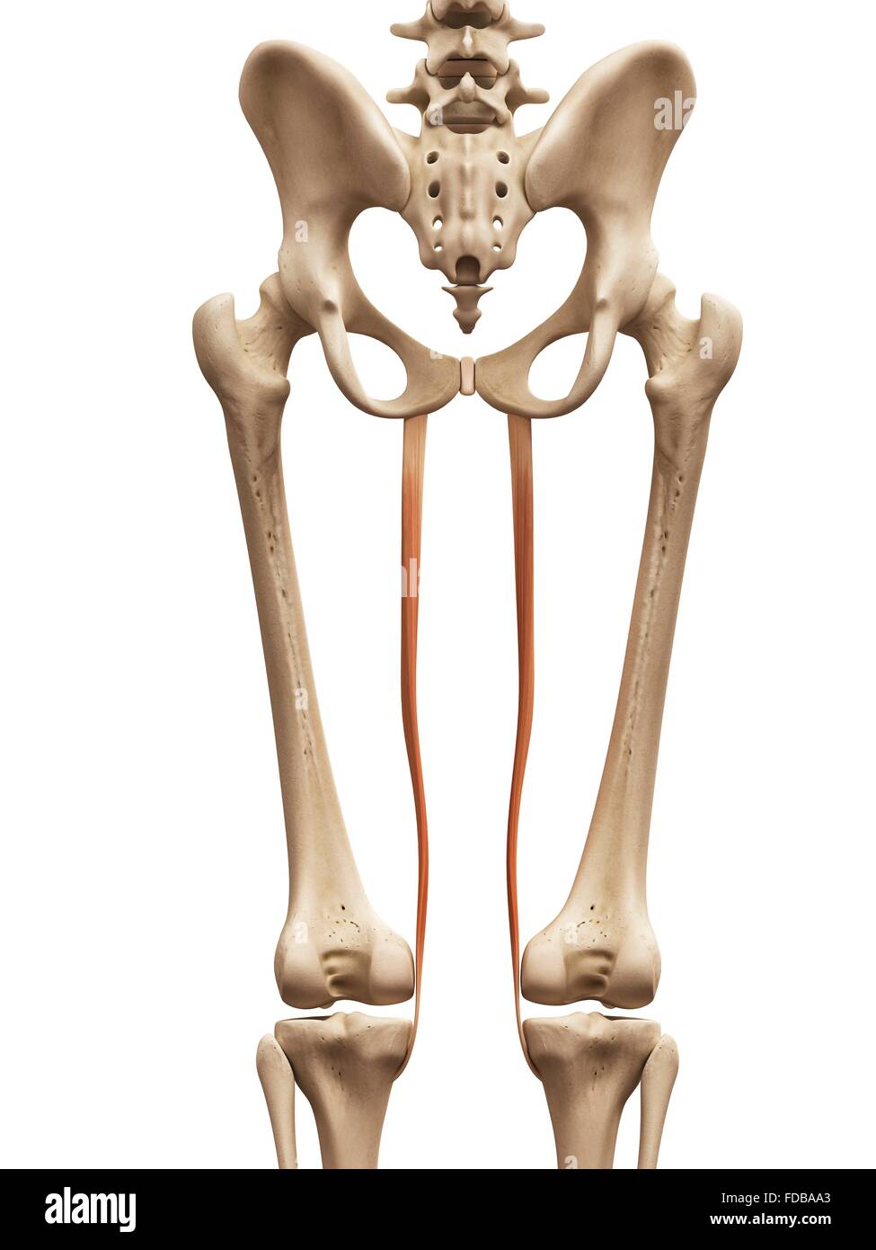 Human muscles (gracilis), illustration Stock Photo - Alamy