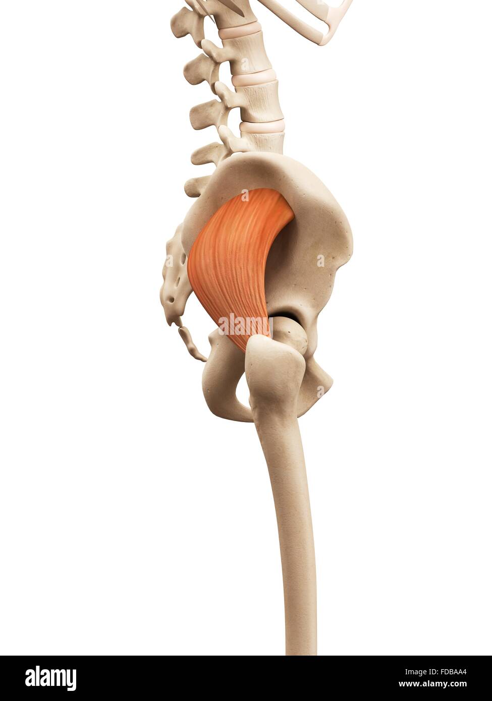 Human muscles (gluteus minimus), illustration Stock Photo - Alamy