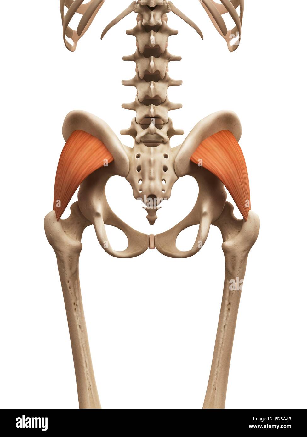 Human muscles (gluteus minimus), illustration Stock Photo - Alamy