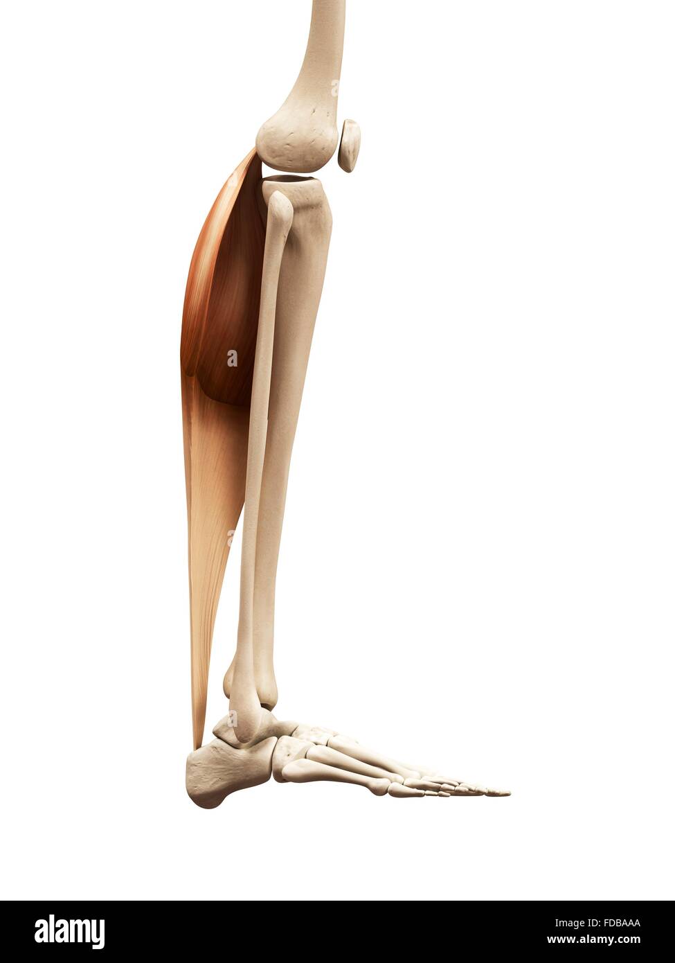 Fibularis Longus Stretch