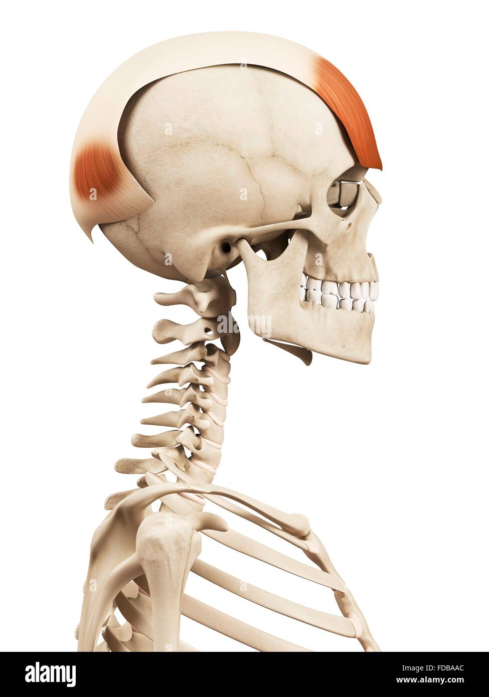 Human head muscles, illustration Stock Photo - Alamy