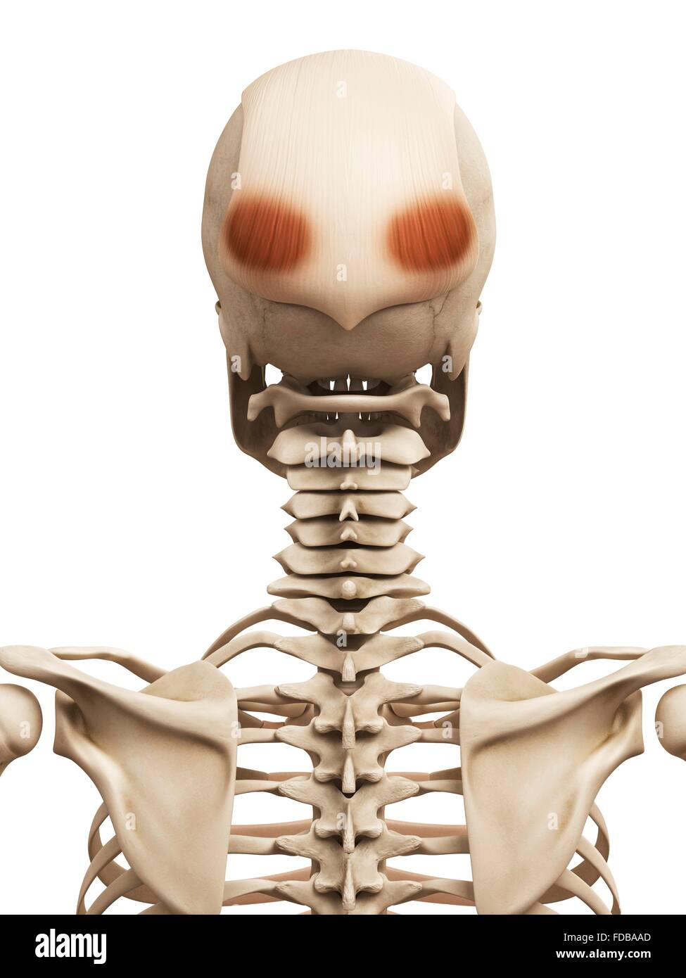 Human head muscles, illustration Stock Photo - Alamy